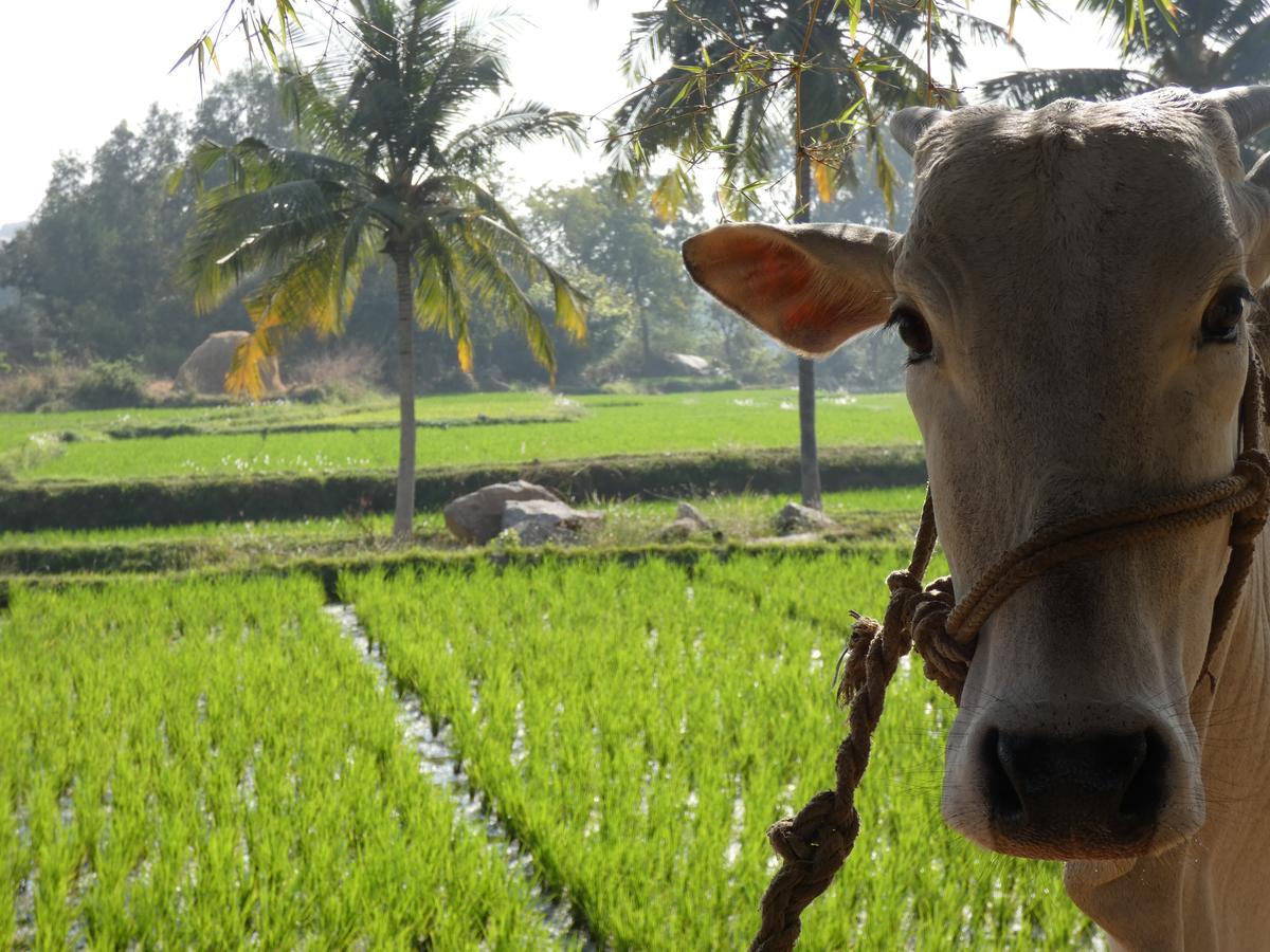 Hampi's Most Relaxing Guesthouse | Waterfall Guesthouse